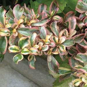 Coprosma repens 'Pink Splendor' | Coprosma 'Autumn Splendor' | Coprosma ...