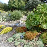 Aeonium 'Cyclops' | Giant Red Aeonium | plant lust