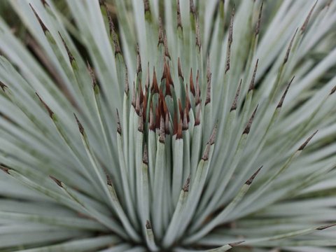 Agave striata | Agave striata spp. striata | Narrow Leaf Agave | plant lust