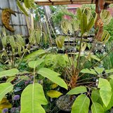 Schefflera delavayi | Hardy Schefflera | plant lust
