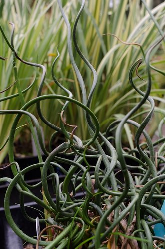 Juncus effusus 'Unicorn' | Dwarf Corkscrew Rush | UNICORN CORKSCREW ...
