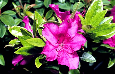 Blue Danube Azalea | Azalea 'Blue Danube' | plant lust
