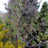 Corokia cotoneaster | Wire Netting Bush | plant lust