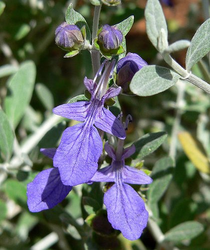 Teucrium fruticans 'Azureum' | Teucrium fruticans 'Azurea' | Azurea ...