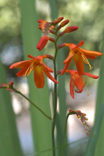 Crocosmia 'Elizabethan Gardens' | Elizabethan Gardens Montbretia ...
