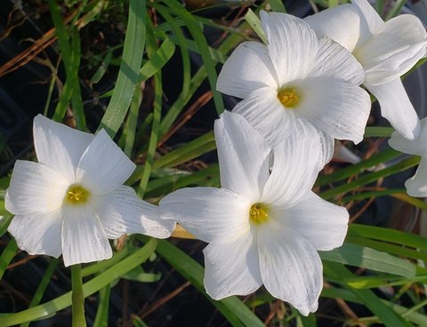 Zephyranthes 'La Bufa Rosa White' | La Bufa Rosa White Rainlily | plant ...