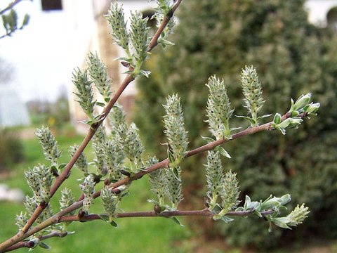 Salix arenaria | Salix repens 'Nitida' | Salix repens var. argentea ...