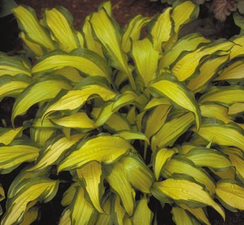 Sebright Gardens - plant lust