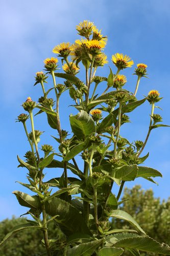Inula racemosa 'Sonnenspeer' | plant lust