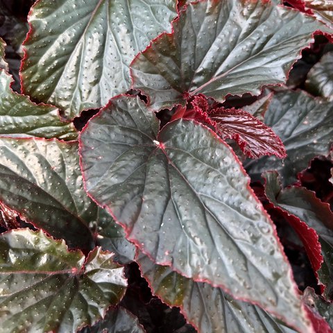 Begonia 'Black Magic' | | plant lust