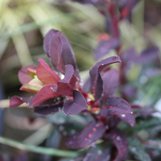 Euphorbia amygdaloides Ruby Glow™ PP22200 | Euphorbia 'Ruby Glow ...