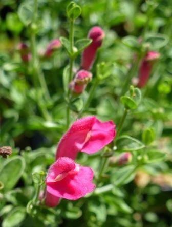 Scutellaria suffrutescens 'Texas Pink' | Cherry Skullcap | Pink Texas ...