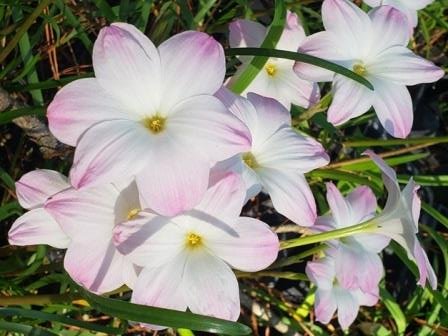 Zephyranthes 'Lily Pies' | Zephyranthes 'La Bufa Rosa Group Lily Pies ...