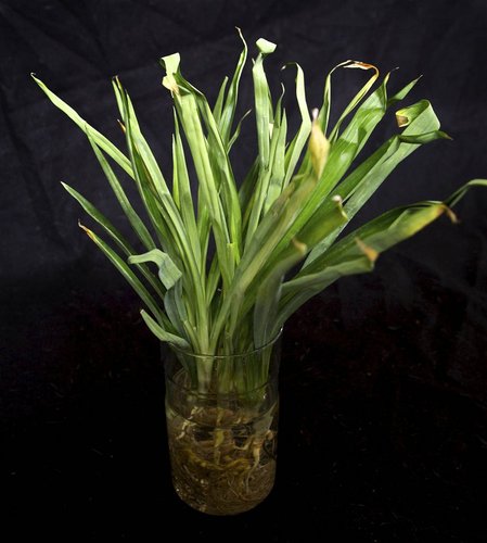 Pandanus amaryllifolius | Pandan Grass | plant lust