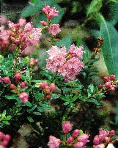 x Phylliopsis hillieri 'Pinocchio' | Phylliopsis hillieri 'Pinocchio ...