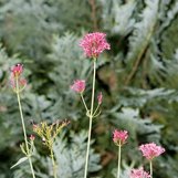 Centranthus ruber | Centranthus ruber 'Pretty Betsy' | Jupiter's Beard ...