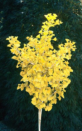 Ginkgo biloba Spring Grove® | Ginkgo biloba 'Spring Grove Select ...