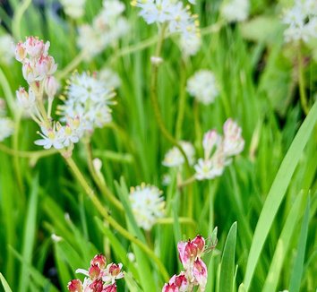 Triantha from multiple nurseries on Plant Lust