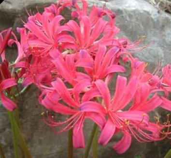 Lycoris from multiple nurseries on Plant Lust