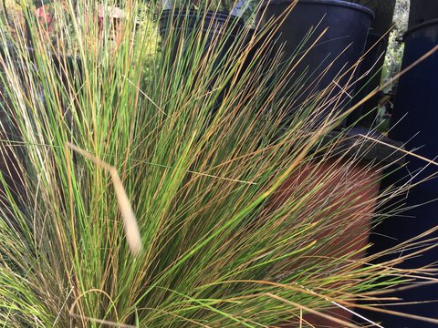 Poa cita | Silver Tussock-grass | plant lust