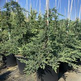 Juniperus communis 'Hibernica Prostrata' | | plant lust