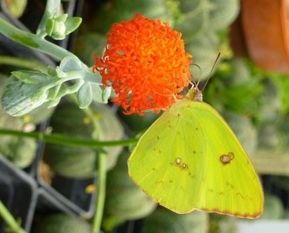 Senecio cephalophorus | Kleinia cephalophora | Mountain Fire Senecio ...