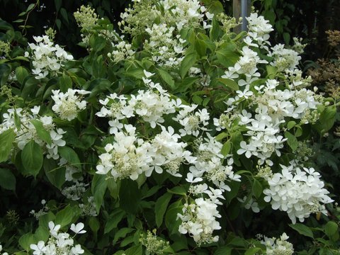 Hydrangea paniculata The Swan™ PP13606 | Hydrangea paniculata 'The Swan ...