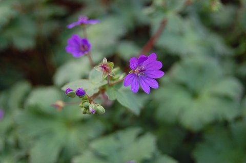 Geranium pyrenaicum 'Bill Wallis' | Bill Wallis Cransbill | Bill Wallis ...