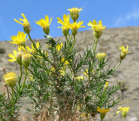 Ericameria linearifolia | Interior Goldenbush | Narrowleaf Goldenbush ...