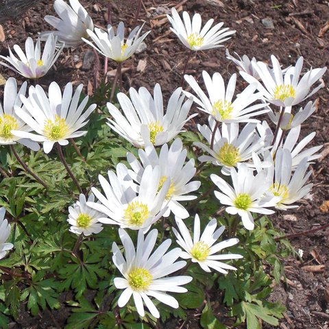 Anemone blanda 'White Splendour' | Anemone blanda 'White Splendor ...