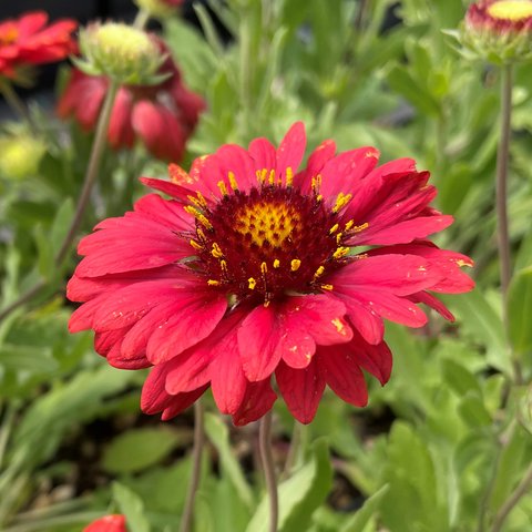 Gaillardia x grandiflora Mesa™ Red | | plant lust