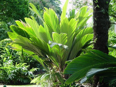 Salacca magnifica | plant lust