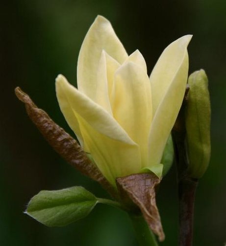 Magnolia 'Golden Gift' | plant lust