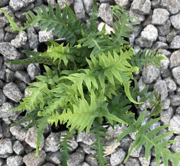 Asplenium from multiple nurseries on Plant Lust