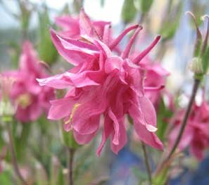 Aquilegia vulgaris 'Rose Barlow' | plant lust