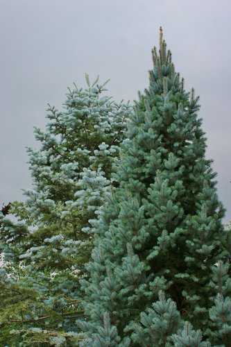 Picea pungens 'Fastigiata' | Fastigiata Narrow Colorado Blue Spruce ...