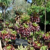 Aeonium 'Cyclops' | Giant Red Aeonium | plant lust