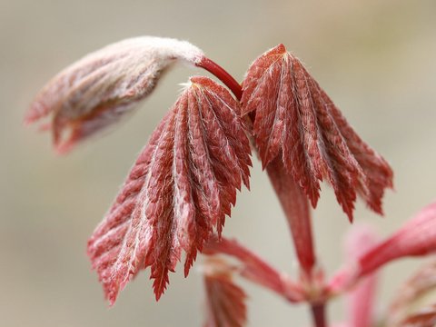 Acer japonicum 'Ruby Red' | Acer japonicum 'Ruby' | Ruby Compact ...