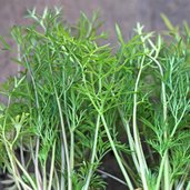 Confetti Cilantro | plant lust