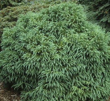 Cryptomeria from multiple nurseries on Plant Lust