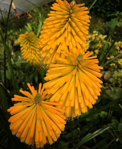 Kniphofia 'Yellow Cheer' | plant lust