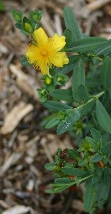 Hypericum Blue Velvet™ | Hypericum kalmianum 'Blue Velvet' | Blue ...