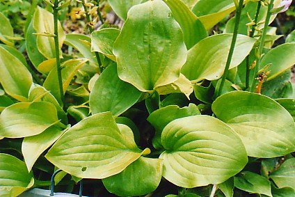 Hosta 'Gum Drop' | plant lust