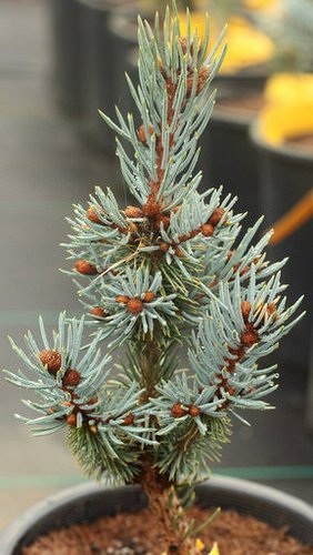 Picea pungens 'Iseli Fastigiate' | Picea pungens glauca 'Iseli ...