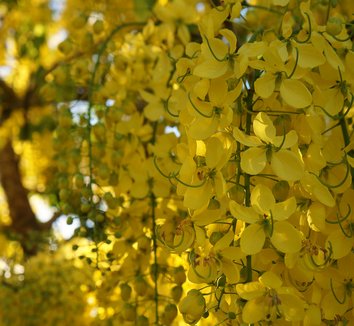 Chamaecrista from multiple nurseries on Plant Lust
