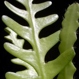Selenicereus anthonyanus | Cryptocereus anthonyanus | Anthony's Ric Rac ...