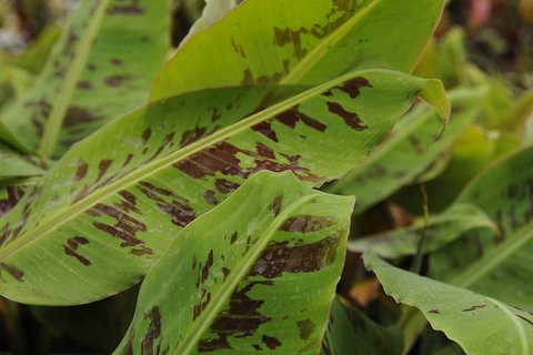 Musa acuminata 'Double' | Musa 'Double' | Musa 'Mahoi' | Musa x 'Double ...
