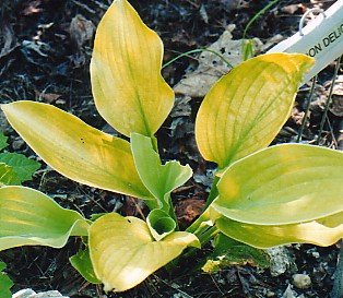 Hosta 'Sunny Delight' | | plant lust