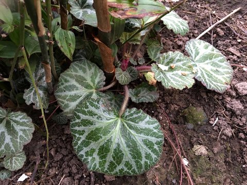 Saxifraga stolonifera 'Maroon Beauty' | Maroon Beauty Strawberry ...