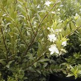 Myrtus communis | Mediterranean Myrtle | plant lust